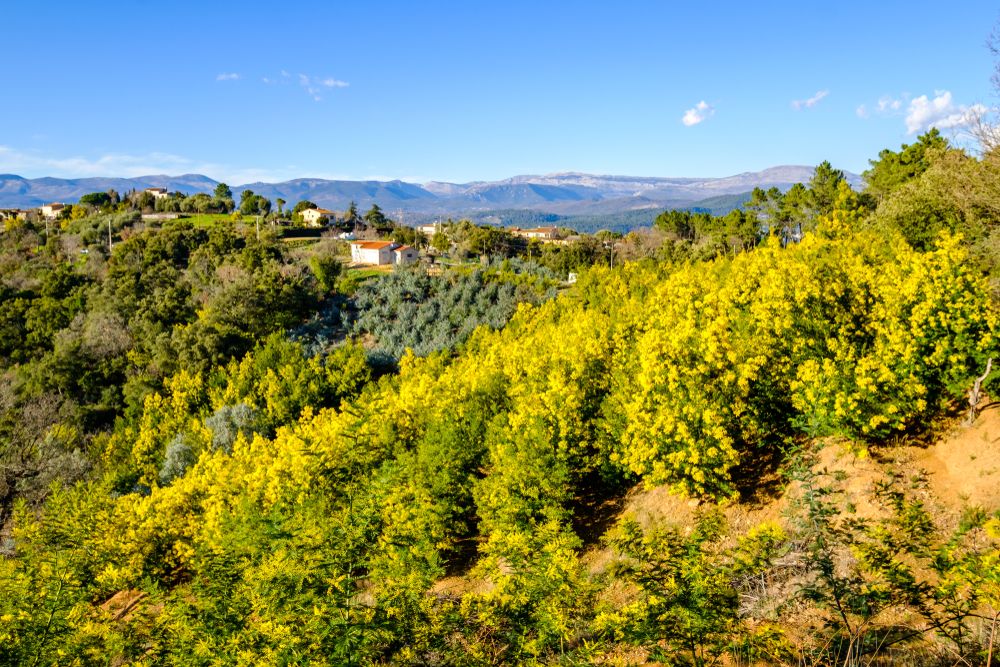 Le massif du Tanneron, randonnée sur les hauts de la Côte d’Azur ...