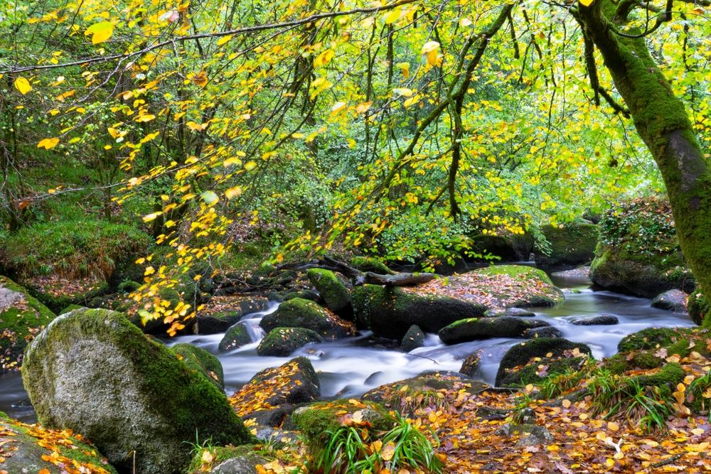 4 forêts à découvrir en France pour profiter des couleurs de l'automne ...