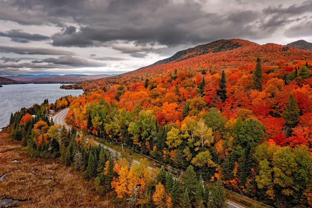 De l'Ontario au Québec, ces forêts canadiennes se transforment à l ...