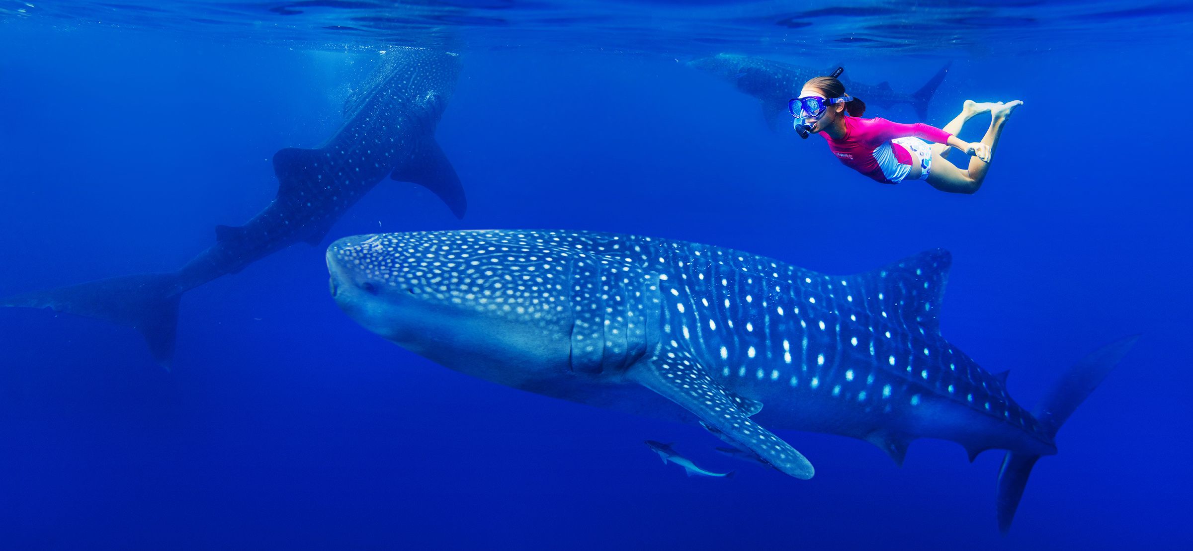Unforgettable: swimming in the open sea with the biggest fish in the ...