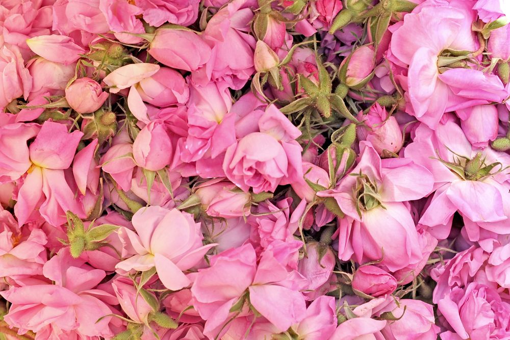 Près de Ouarzazate au Maroc, un petit village célèbre la Fête des Roses ...